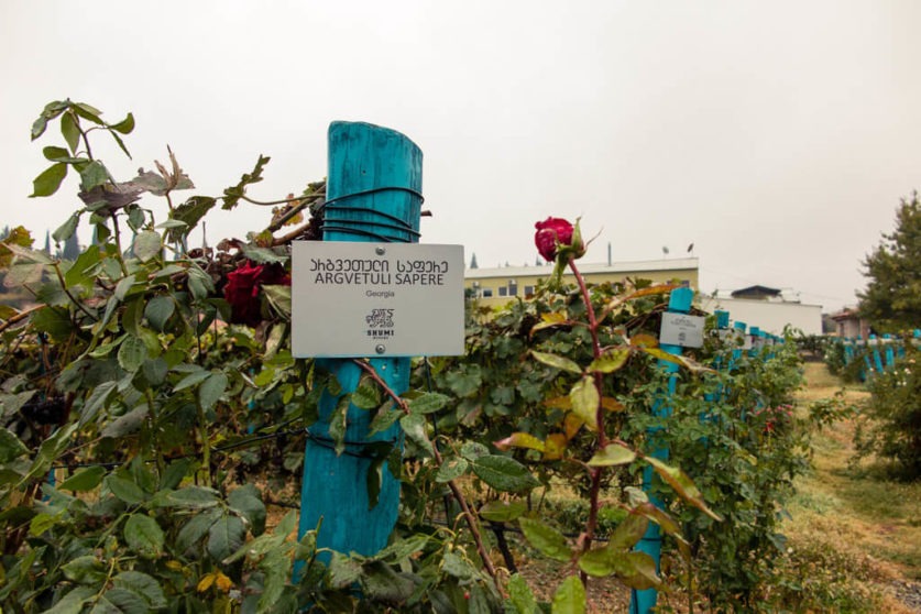 Discovering Georgian Wine in and Near Tbilisi - Travel Geekery