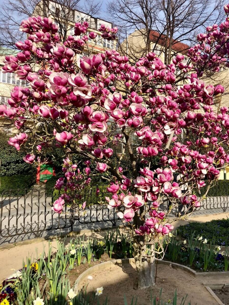 Prague in Spring: Cherry Blossoms, Easter Magic & Local Secrets ...